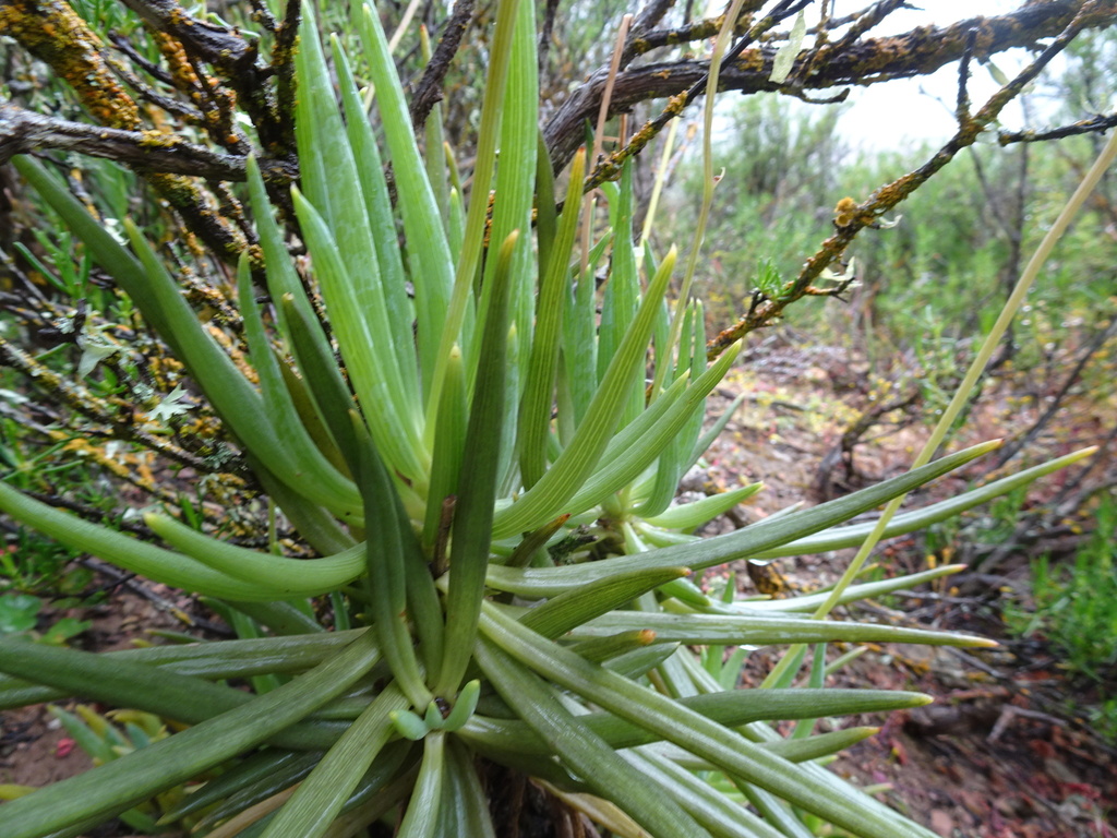 Bluestraws from Barrydale, 6750, South Africa on September 25, 2023 at ...
