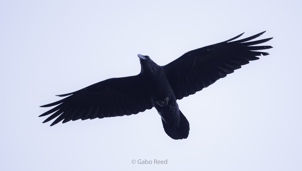 Common Raven from Tapalpa, Jal., México on March 14, 2019 by gaboreed ...