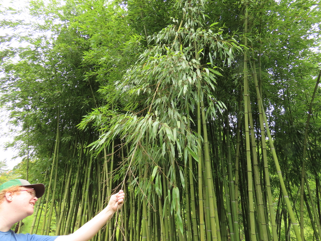 Chinese Timber Bamboo from Washington County, OR, USA on October 20 ...