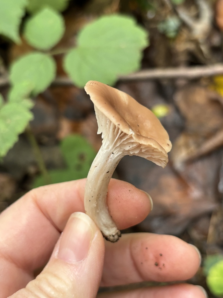 Toasted Waxcap in October 2023 by karenbeall · iNaturalist