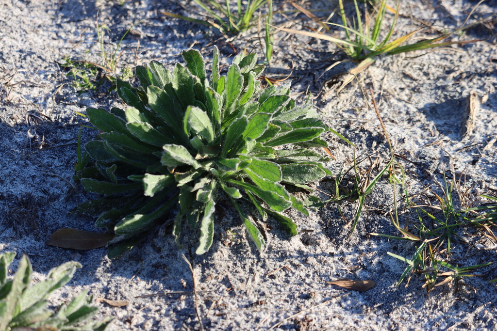 Scrubland Goldenaster from Polk County, FL, USA on October 20, 2023 at ...