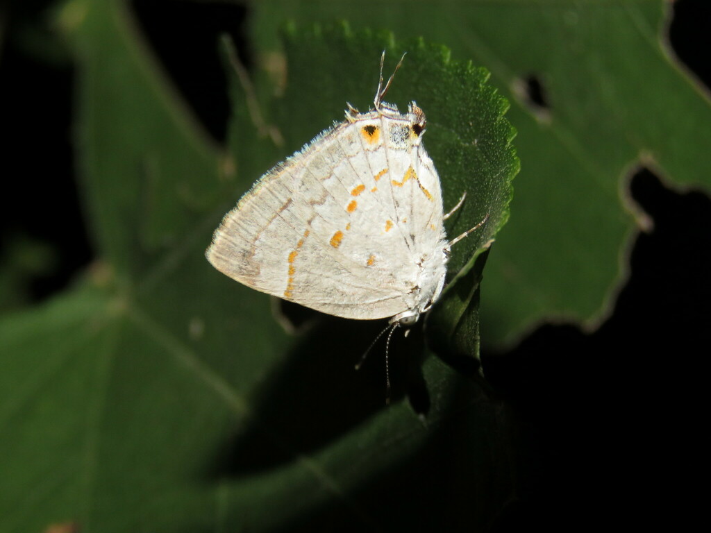 Tmolus echion echiolus from Heroica Cd de Juchitán de Zaragoza, Oax ...