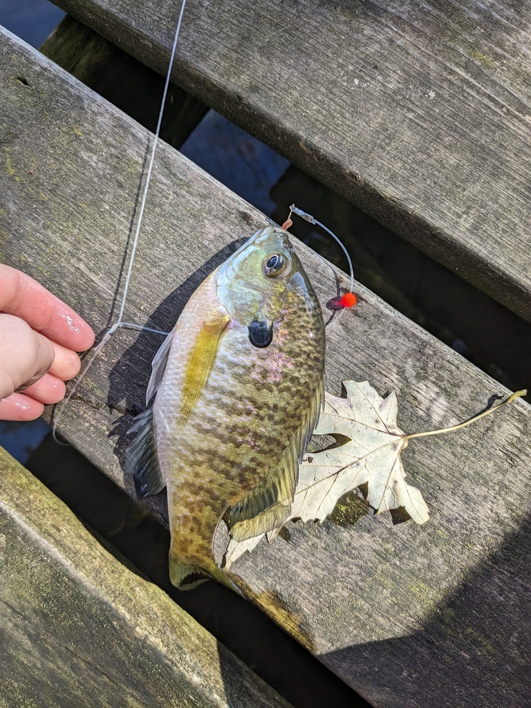 Northern Bluegill from Fox Lake on October 21, 2023 at 12:55 PM by qfc7 ...