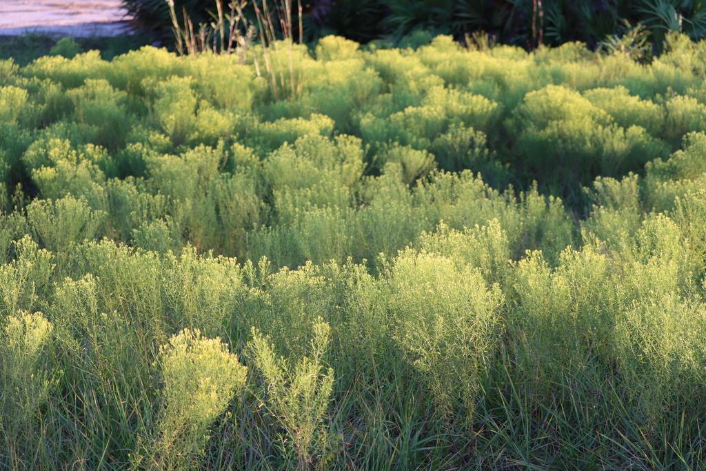 slender goldentop from Polk County, FL, USA on October 20, 2023 at 06: ...