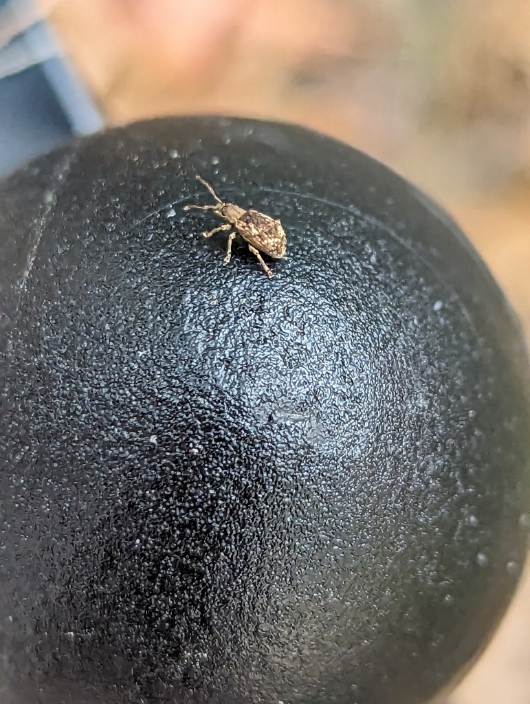 Peach Root Weevil from Colonial Village, Arlington, VA, USA on October ...