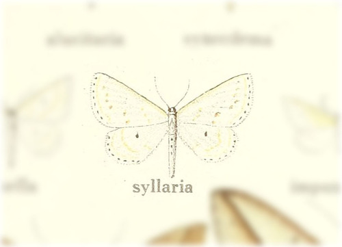 Derambila syllaria · iNaturalist