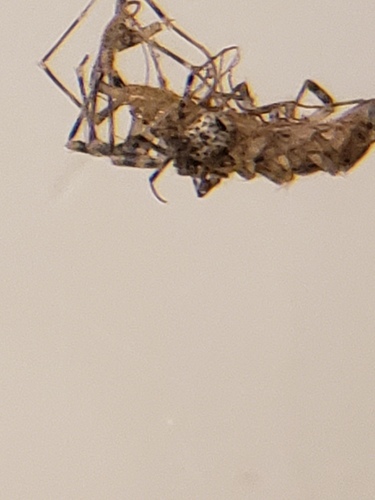 Observations by ponticsteppe · iNaturalist