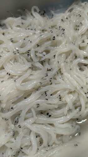Chinese Icefish (Neosalanx tangkahkeii) · iNaturalist