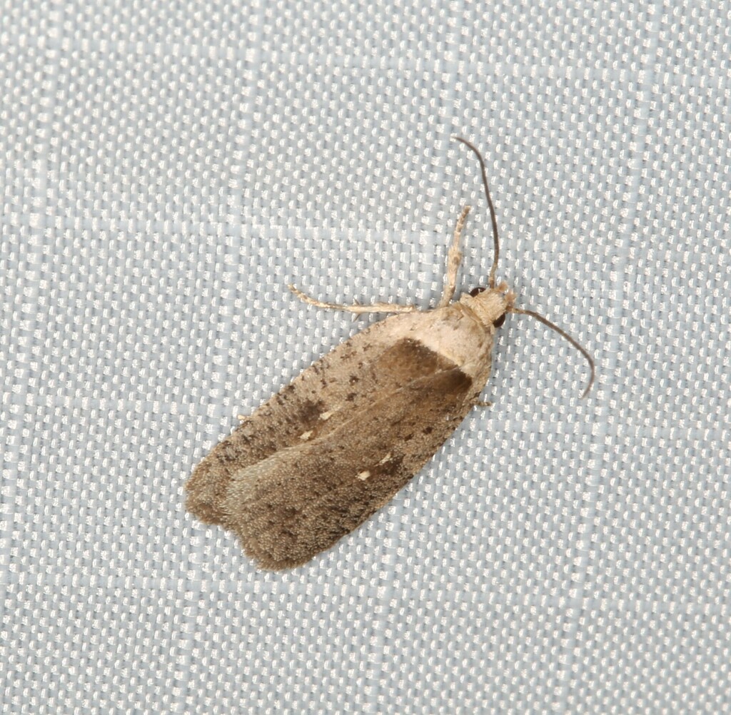 Clay-colored Agonopterix Moth from Parc régionale de la rivière Métis ...