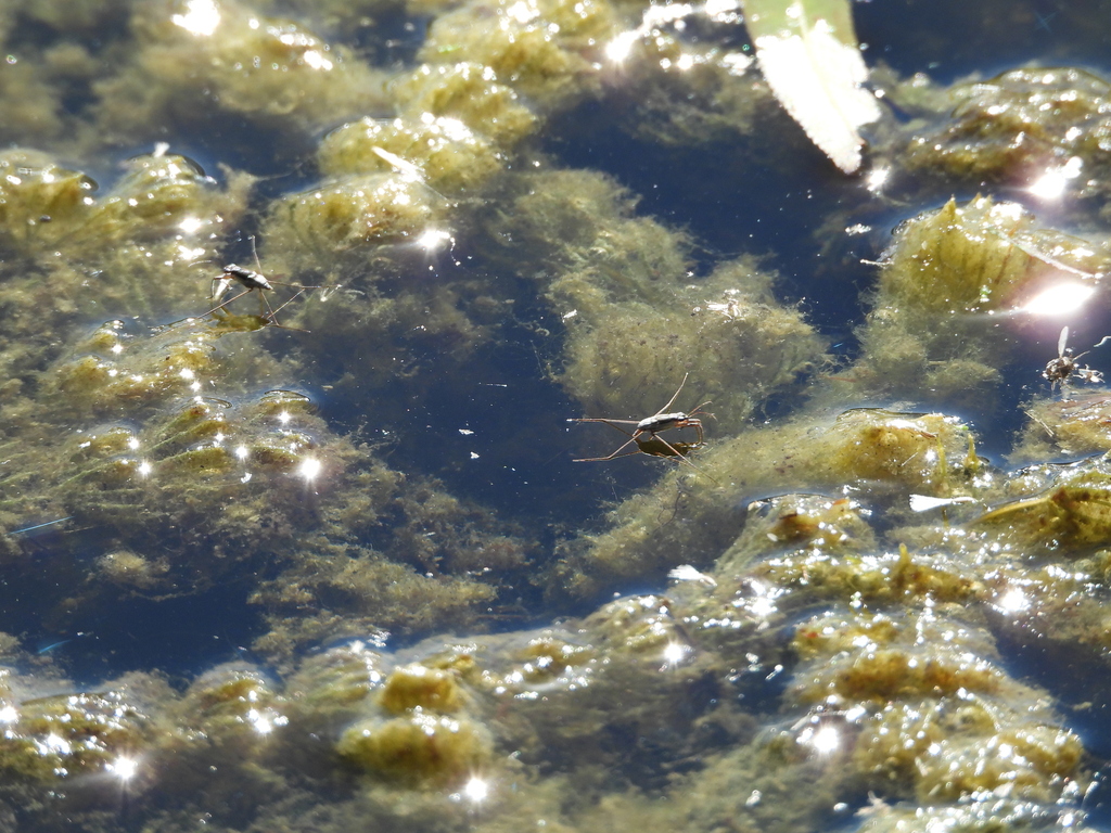 Neogerris hesione from Denton, TX, USA on October 20, 2023 at 12:03 PM ...