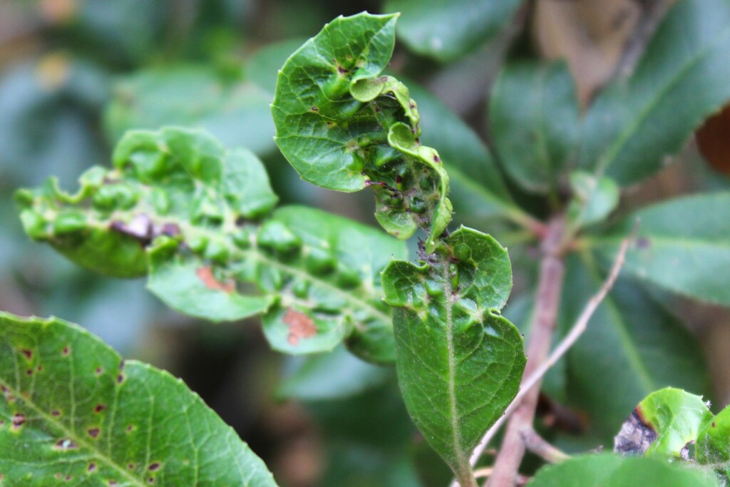 toyon gall thrips from Tennessee Valley, California, California 94941 ...