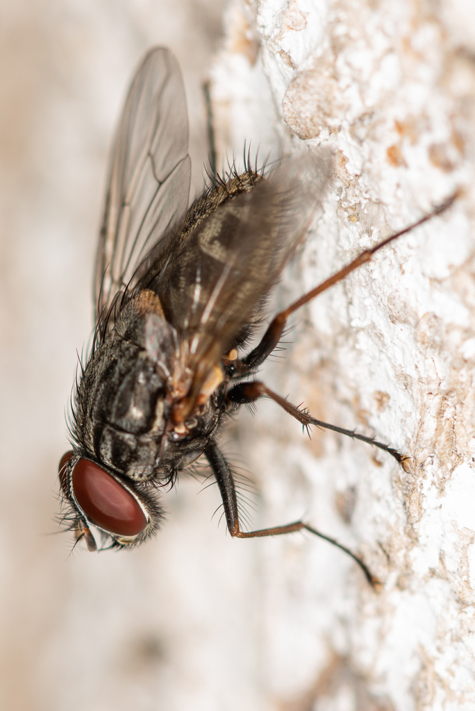 False Stable Fly from Кумторкалинский р-н, Респ. Дагестан, Россия on ...