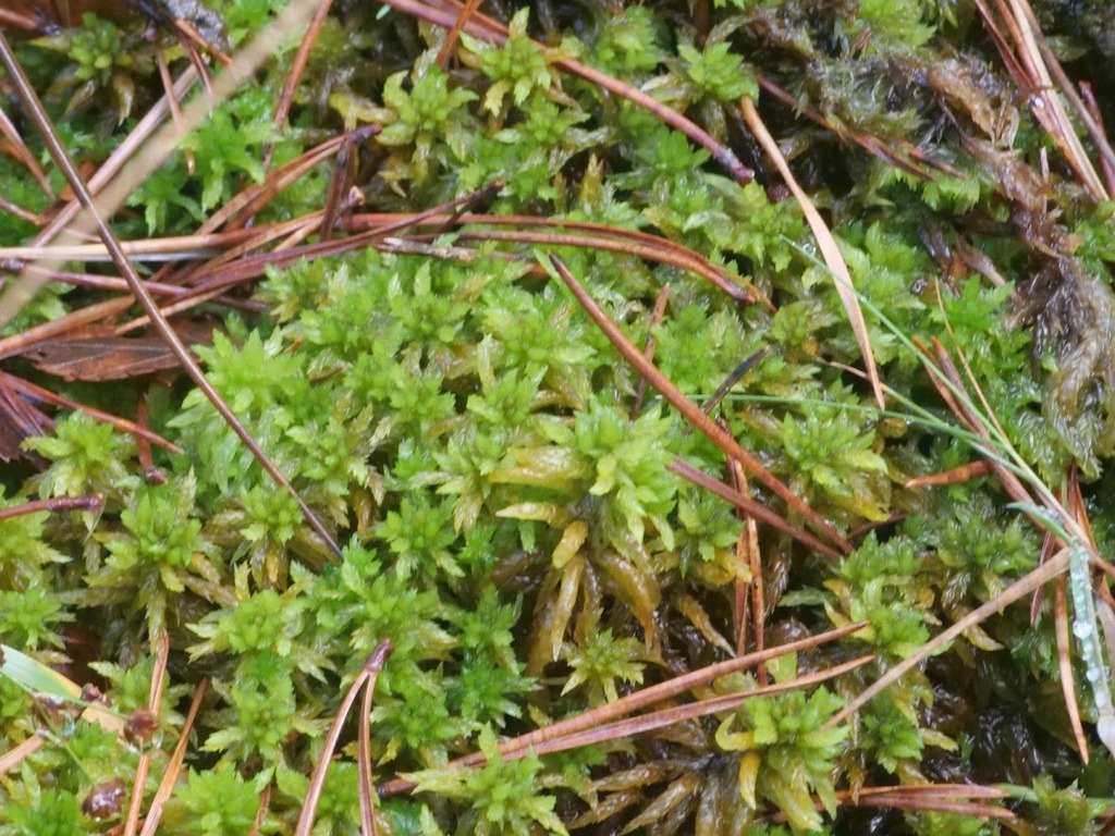 Cow-horn Bog-moss from Tilgate Forest (Forestry England) West Sussex ...