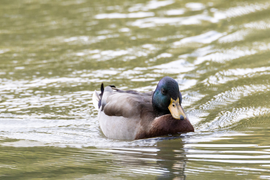 Mallard from Centerville, OH, USA on October 18, 2023 at 02:08 AM by ...