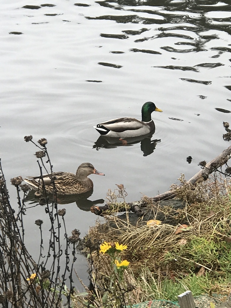 Mallard from Titlow Park & Lodge, Tacoma, WA, US on October 21, 2023 at ...