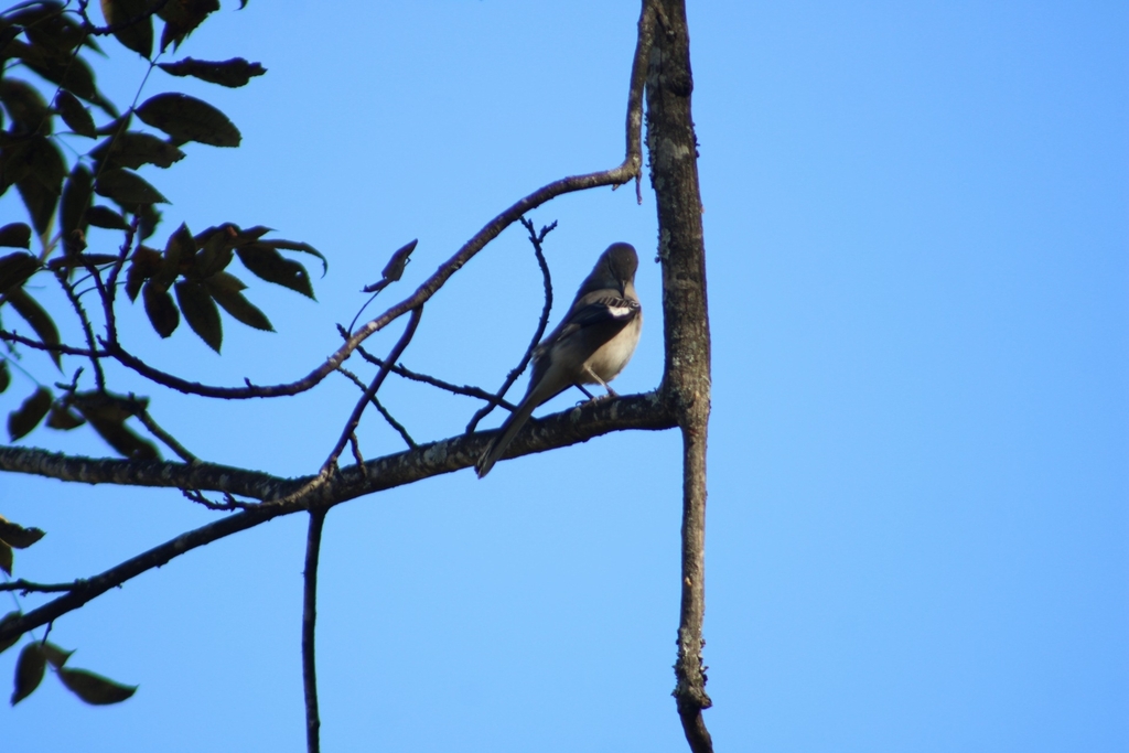 Northern Mockingbird from Edgewood, Montgomery, AL, USA on October 21 ...
