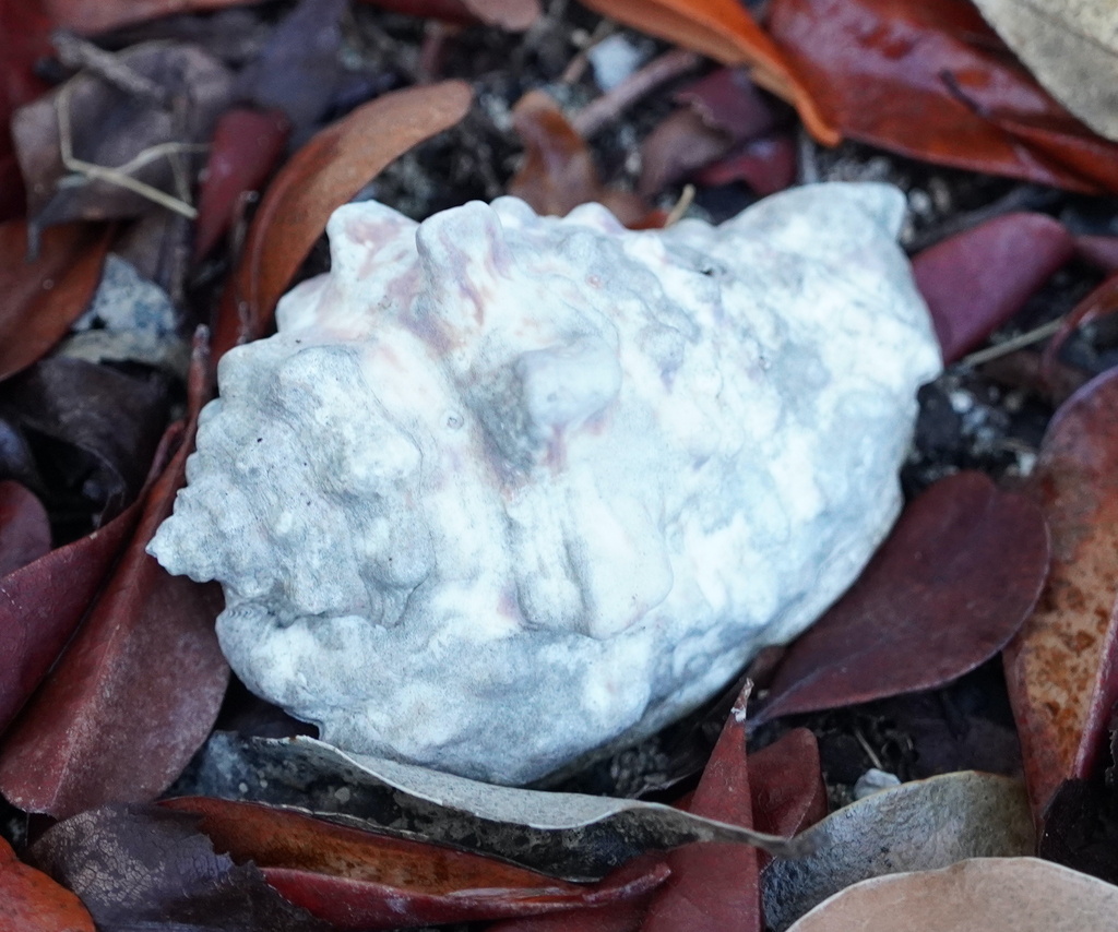 Silver Conch from Kilwa, Tanzania on October 19, 2023 at 06:50 PM by ...