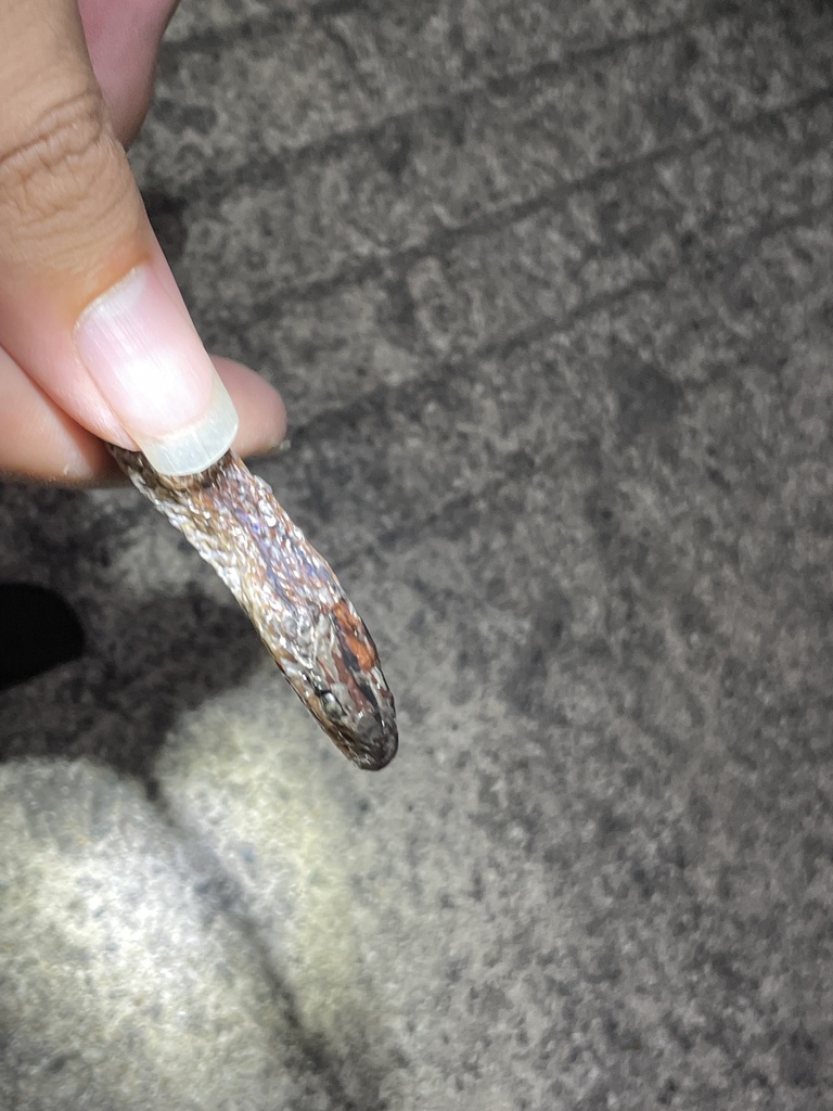 Chinese Bamboo Ratsnake from 括苍山, 台州市, 浙江省, CN on July 25, 2022 at 08: ...