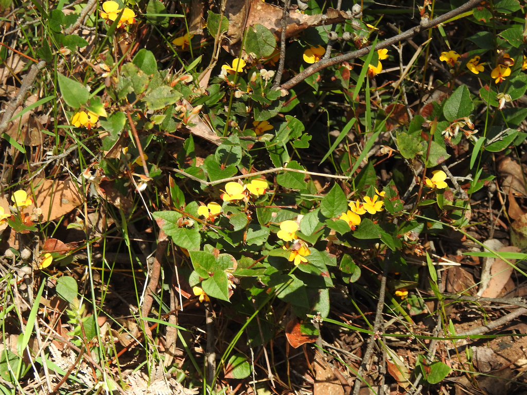 Common Flat-pea from Kinglake VIC 3763, Australia on October 9, 2023 at ...