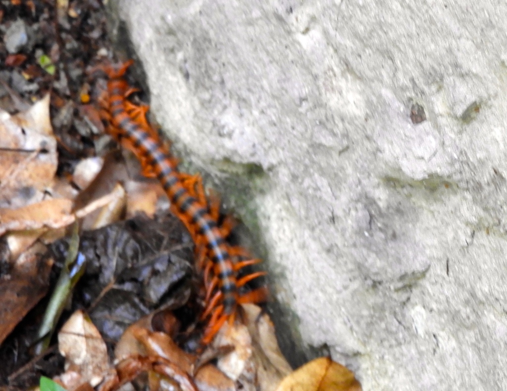 Giant Desert Centipede from Mazatlán, Sin., México on October 21, 2023 ...