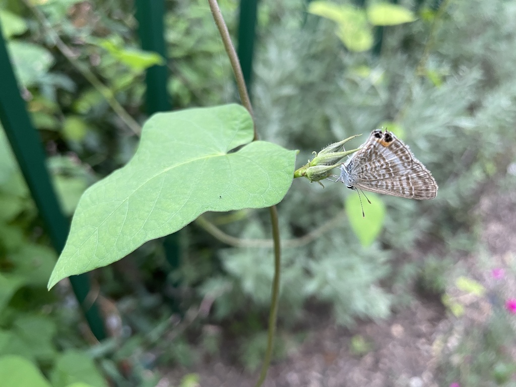 Pea Blue in September 2022 by Pintsen JIN · iNaturalist