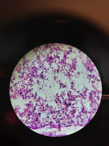 Género Anoxybacillus · iNaturalist Mexico