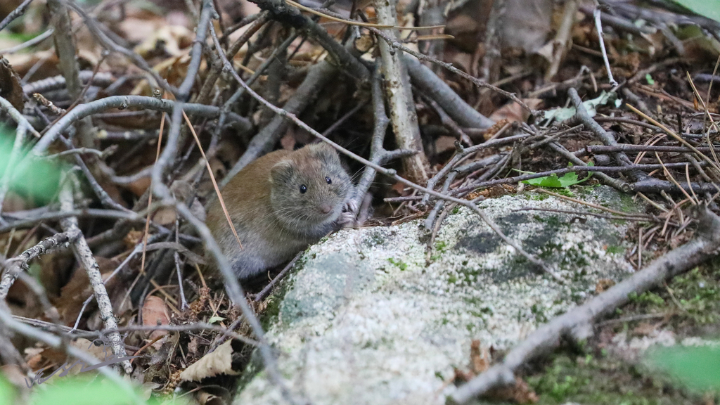 Grey Red-backed Vole from 承德市兴隆县雾灵山 邮政编码: 068259 on June 23, 2021 at 02 ...