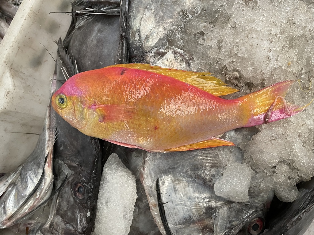 Japanese splendid perch from 东门街, 台州市, 浙江省, CN on January 24, 2022 at ...