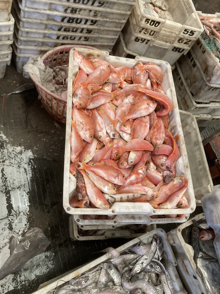 Japanese splendid perch from 东门街, 台州市, 浙江省, CN on January 24, 2022 at ...