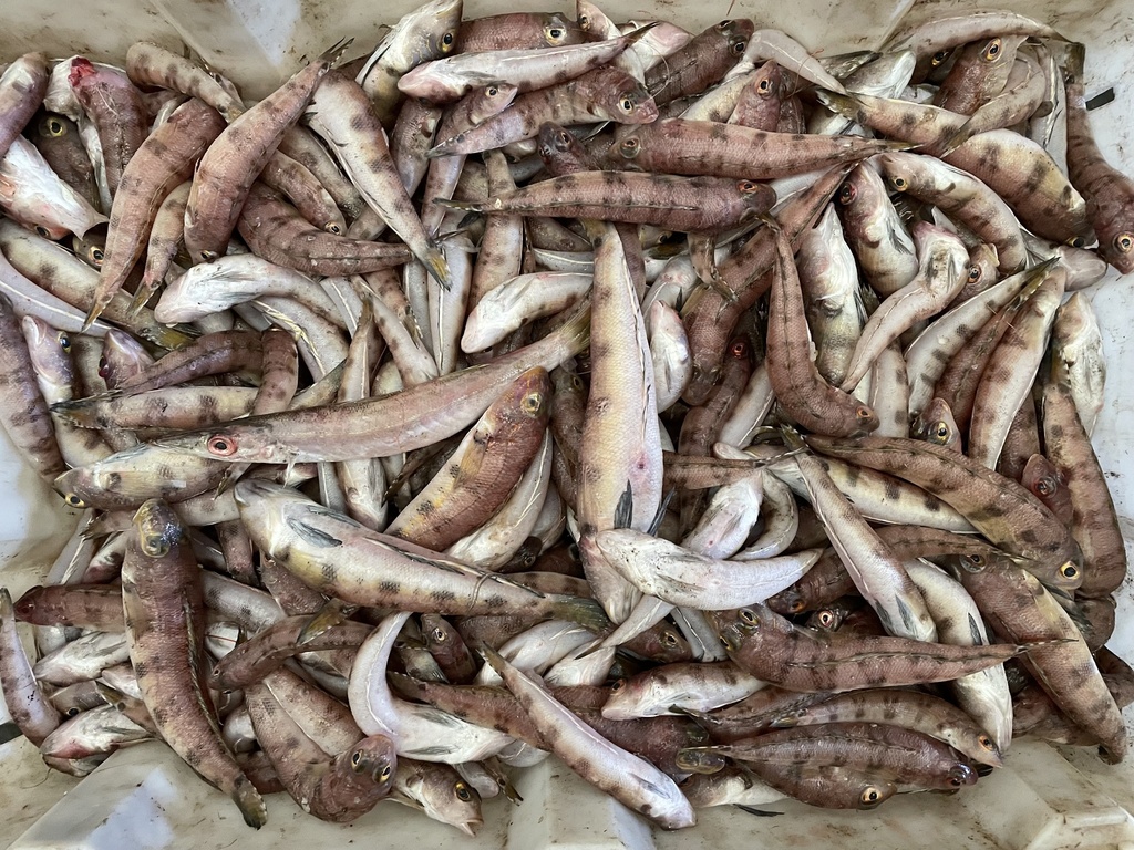 Grub fish in January 2022 by Pintsen JIN · iNaturalist