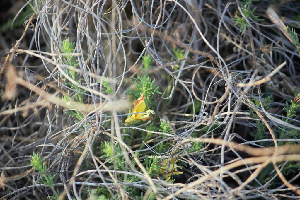 Frilly Pea from West Rand District Municipality, South Africa on ...