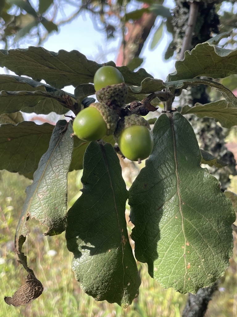 netleaf oak from Parque Nacional El Tepozteco, Tepoztlán, Mor., MX on ...