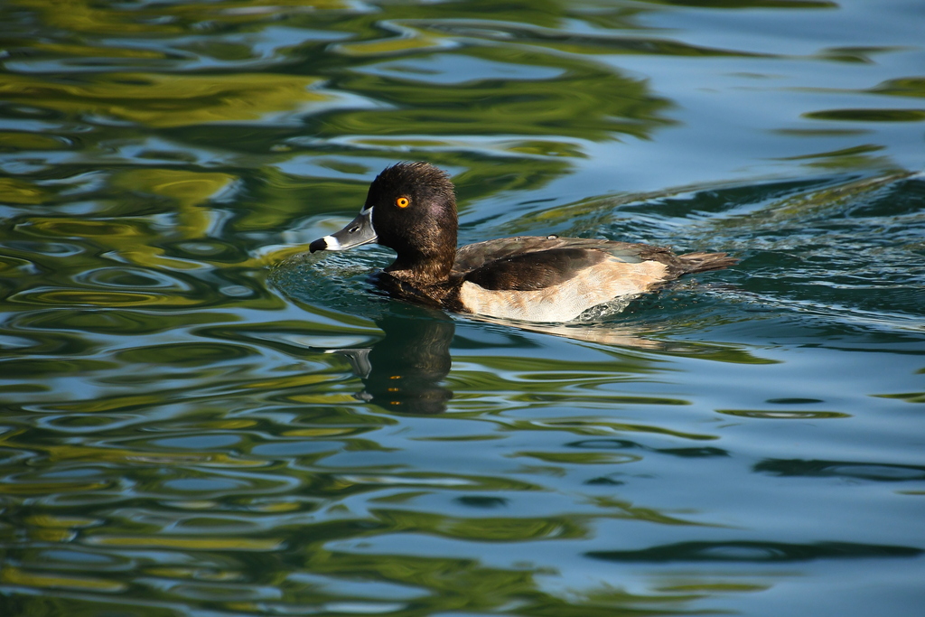 Ring-necked Duck from Reid Park, Tucson, AZ, USA on October 21, 2023 at ...