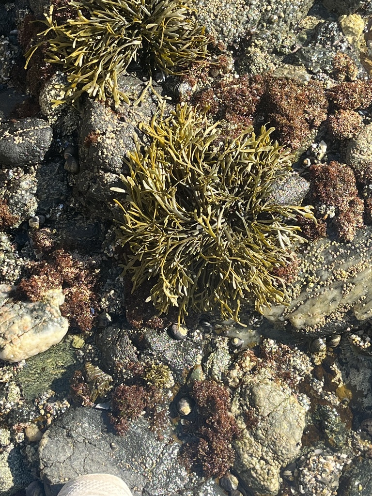 Golden Rockweed From Dana Point CA US On October 15 2023 At 02 50 PM
