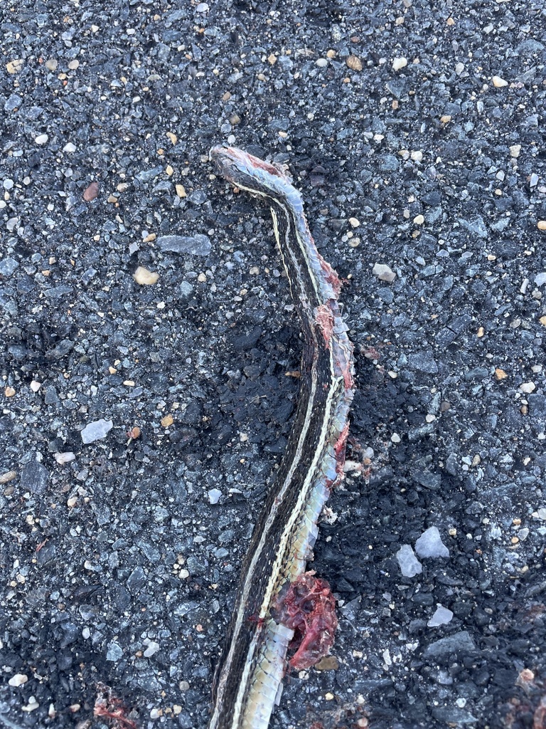 Eastern Ribbon Snake from Mashoes Rd, Manns Harbor, NC, US on October ...