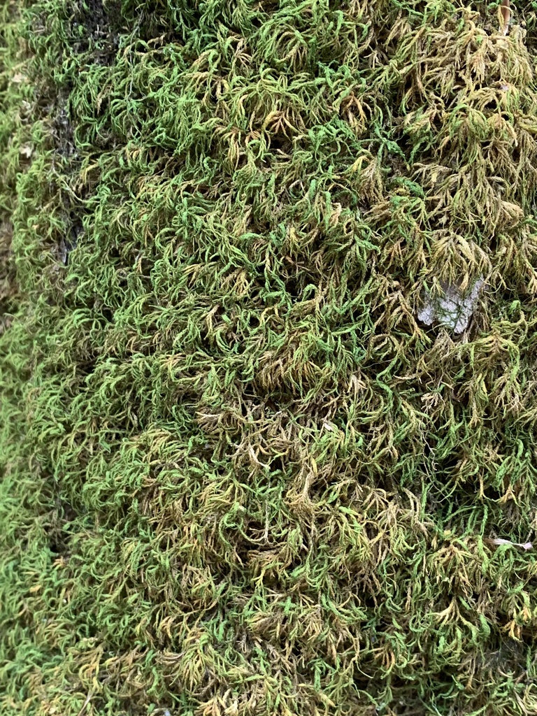tree-skirt moss from Tangamong Rd, Marmora and Lake, ON, CA on October ...