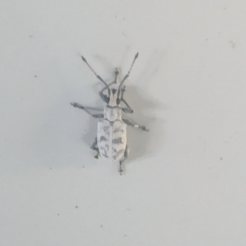 Sri Lanka Weevil from Alafaya, FL 32816, USA on October 9, 2023 at 04: ...