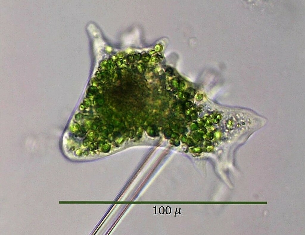 Mayorella viridis (amoebas of the world) · iNaturalist