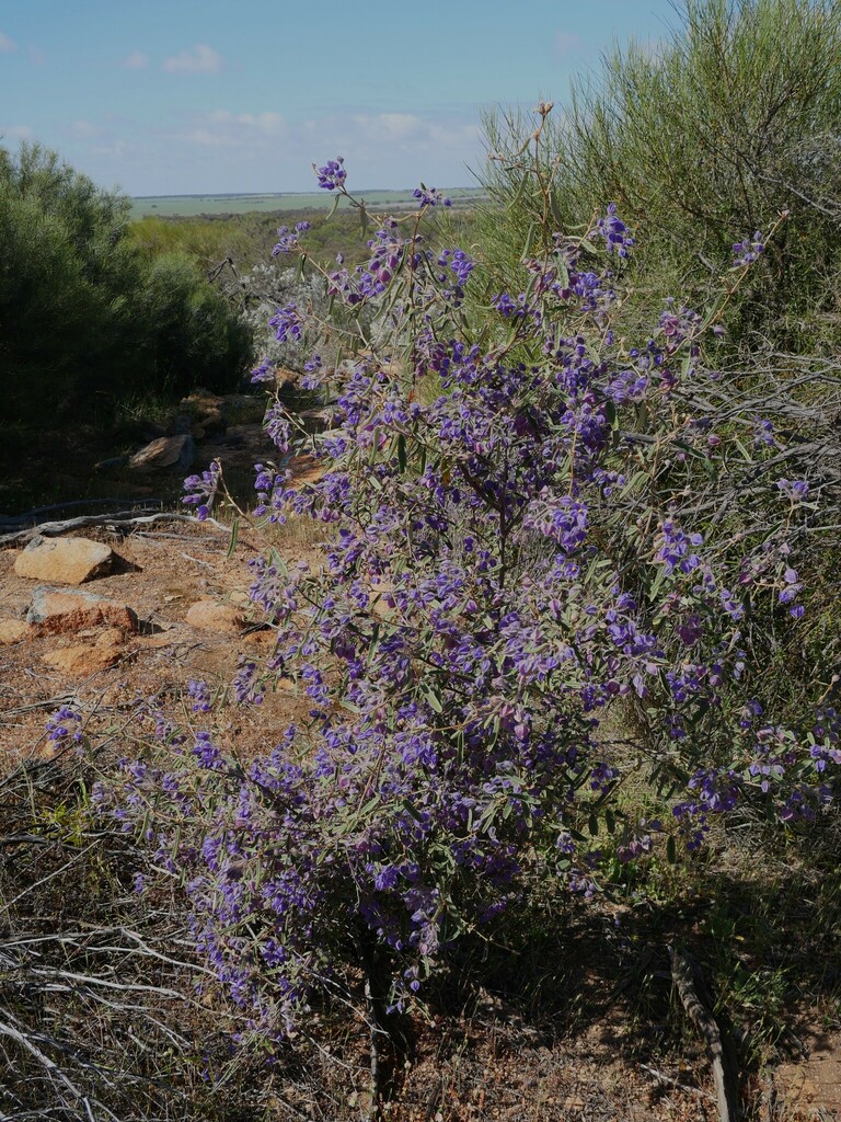 Seringia velutina from Gutha WA 6623, Australia on September 4, 2023 at ...