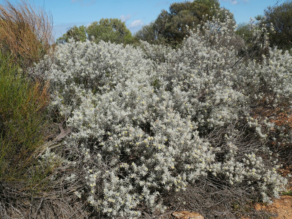 Ricinocarpos velutinus from Gutha WA 6623, Australia on September 4 ...