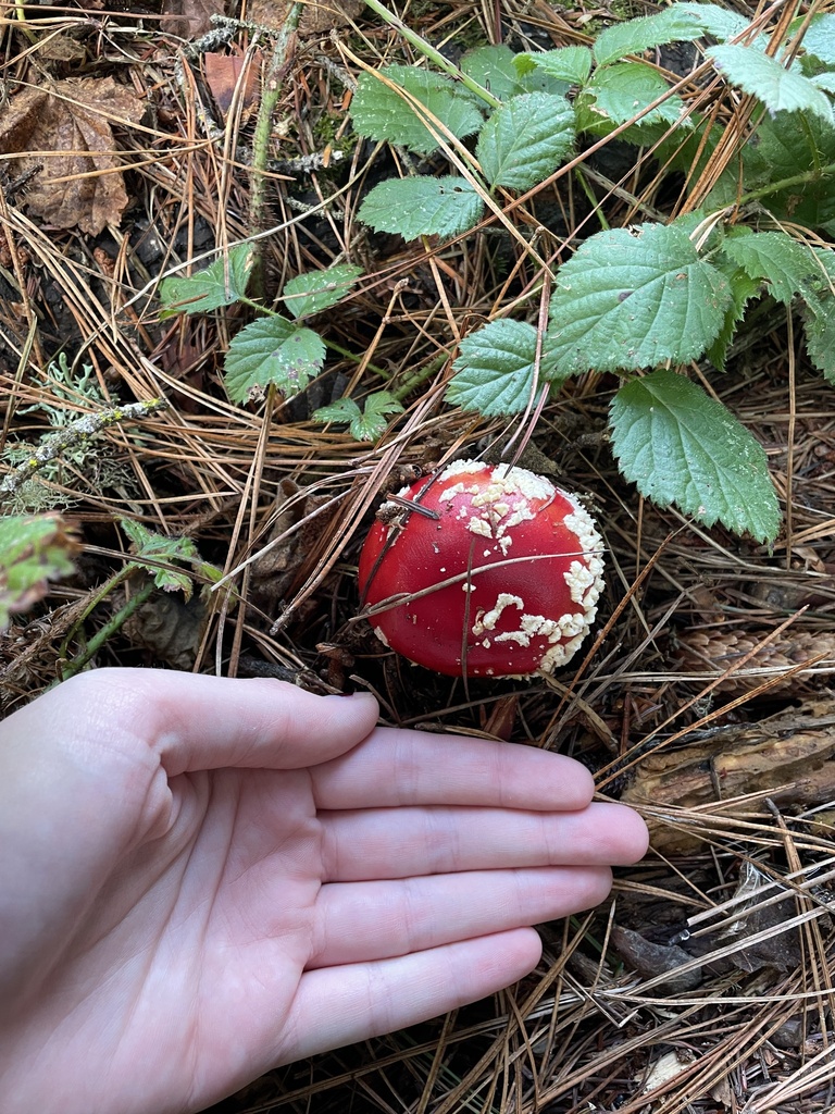 American Fly Agaric from College of the Redwoods - Eureka Main Campus ...