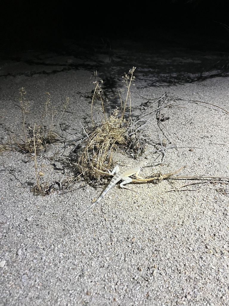 Zebra-tailed Lizard from Joshua Tree National Park, Indio, CA, US on ...