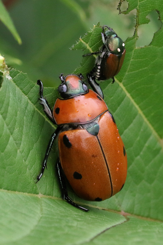 Winsome Fly from Saint-Laurent, Montreal, QC, Canada on July 14, 2022 ...