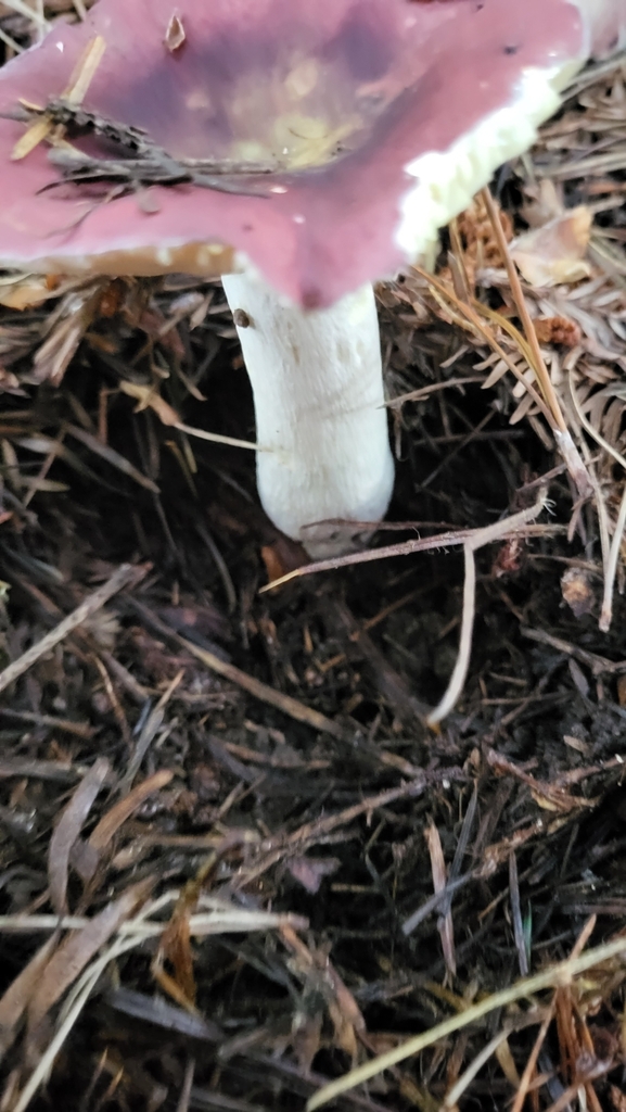 Russula from Humboldt Hill, CA 95503, USA on October 21, 2023 at 10:29 ...