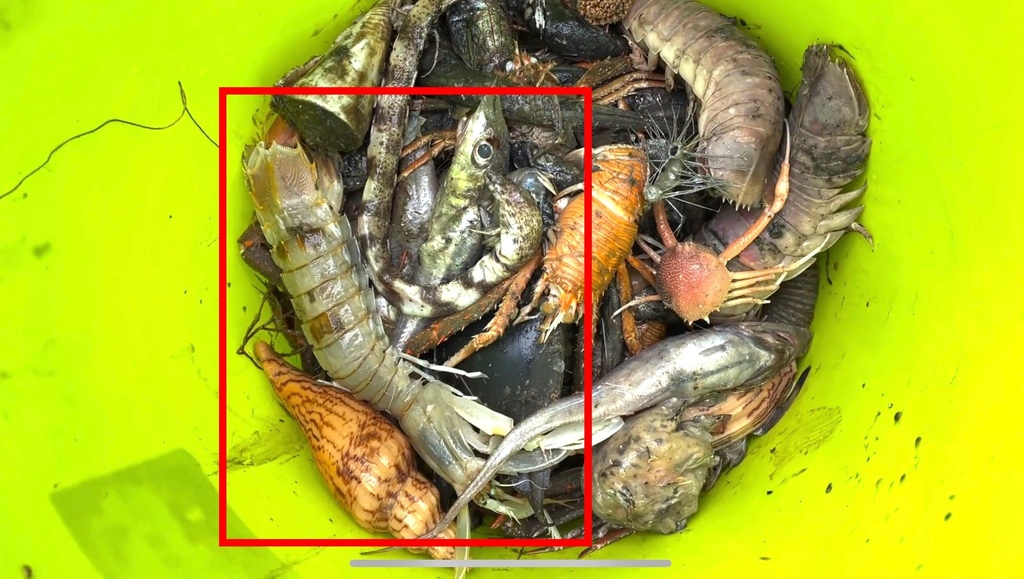 Squillid Mantis Shrimps from 温岭市, 台州市, 浙江省, CN on October 22, 2023 at ...