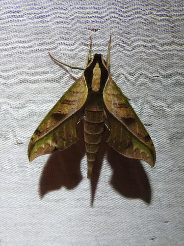 Xylophanes epaphus · iNaturalist