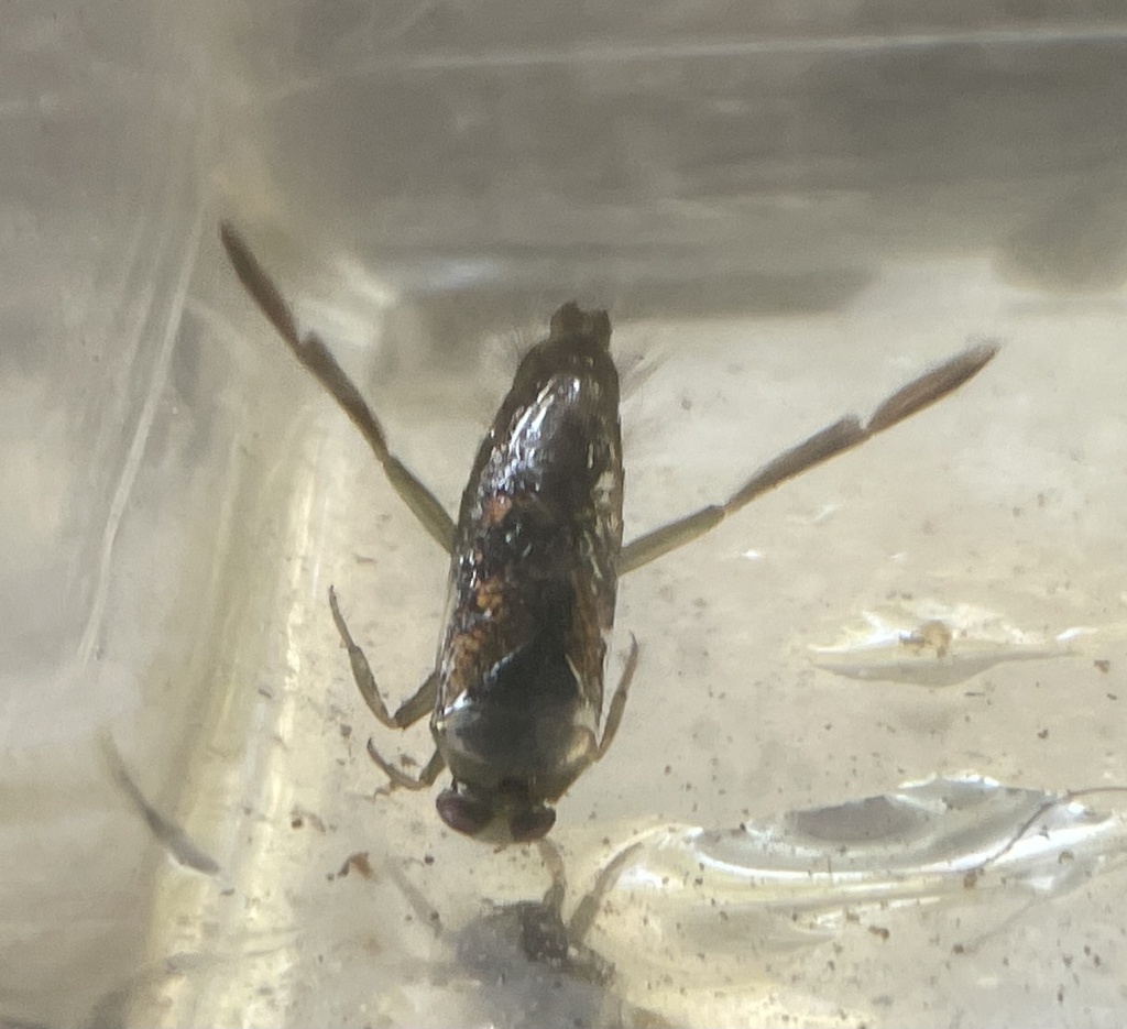 Notonecta irrorata from Fontainebleau Trail, Ocean Springs, MS, US on ...