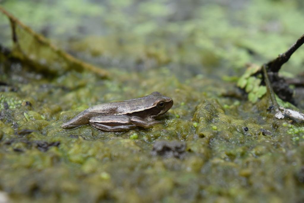 Montevideo Tree Frog from Guillermo Enrique Hudson, Provincia de Buenos ...