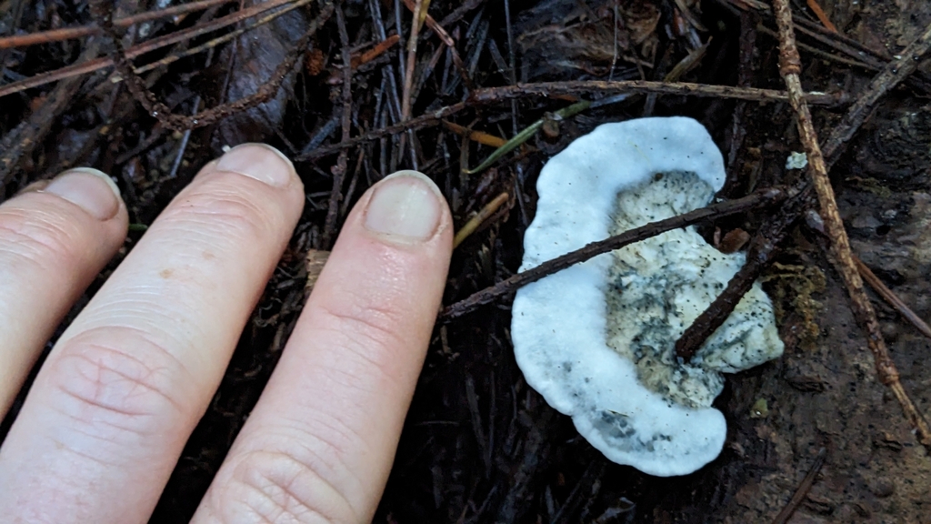 Blue Cheese Polypore from College of the Redwoods, Humboldt Hill, CA ...
