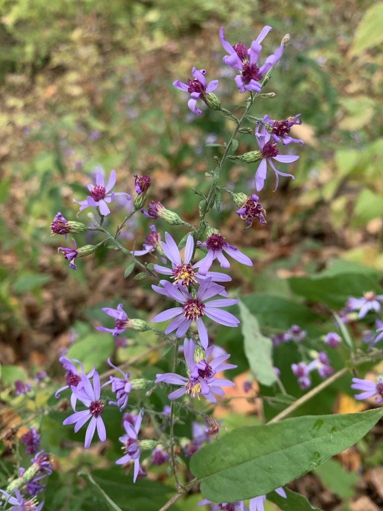 asters and allies from State Route 343, Yellow Springs, OH, US on ...